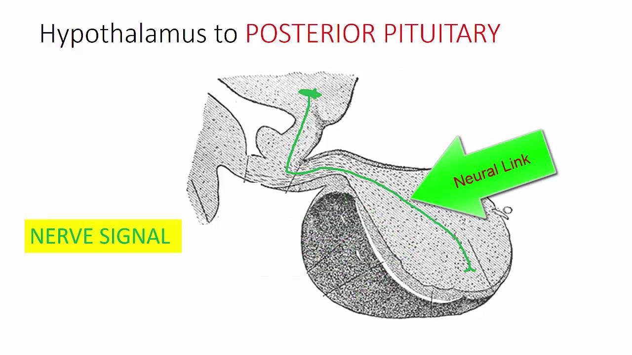 ENDO THREE - YouTube