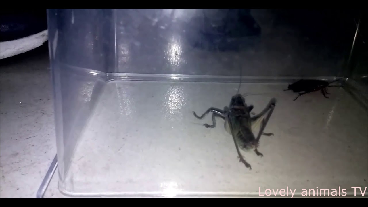 Cockroach Eating Cricket Slowly and brutally - YouTube