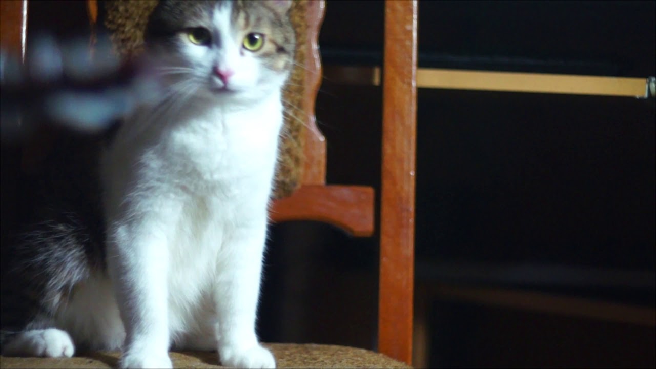 Hammer To Fall (Cat Rushes) 2020 - YouTube