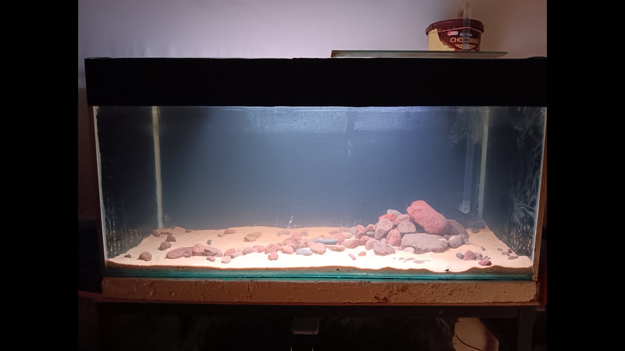 SETTING TANK IKAN PREDATOR MUDAH DAN SIMPEL - YouTube