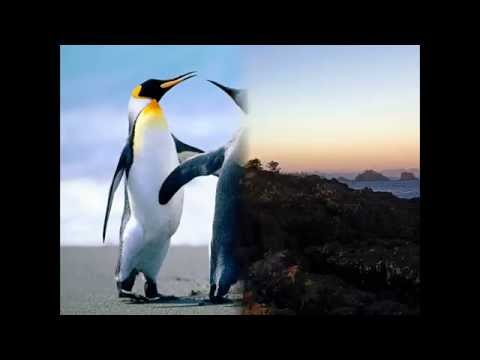 TEBIET HAQQINDA ILK DEFE GORECEYINIZ SEKILLER