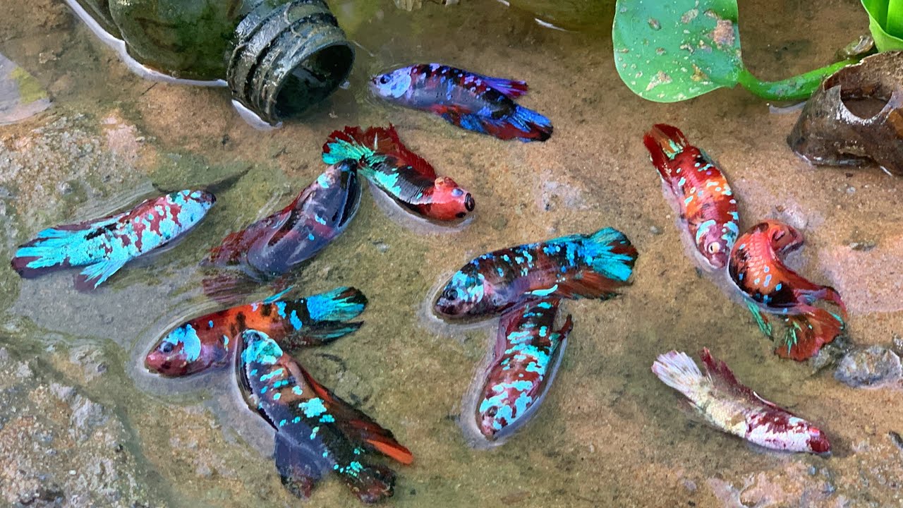 Top 5 Videos Awesome Betta Hand Fishing Video Betta Fish Catching By ...