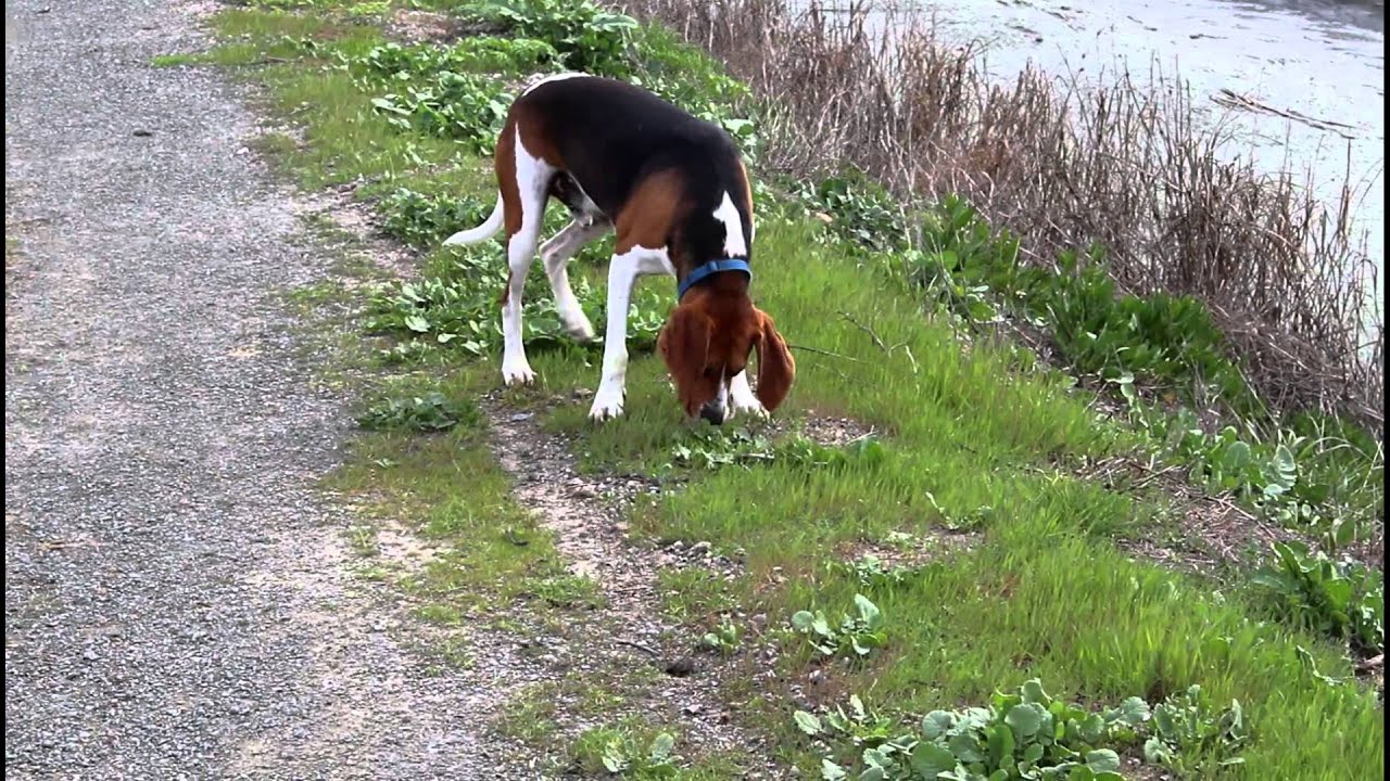 Treeing Walker Coonhound - YouTube