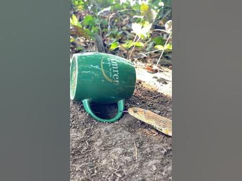 Easy Snake Trap Creative Method DIY Snake Trap Using Glass of water That Work 100% #snake # ...