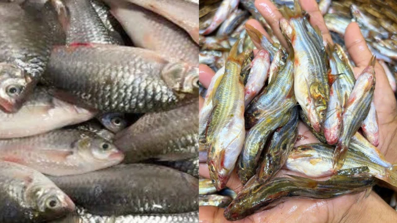 মেঘনা নদীর তাজা পুটি মাছ Fresh puti fish from Meghna river - YouTube