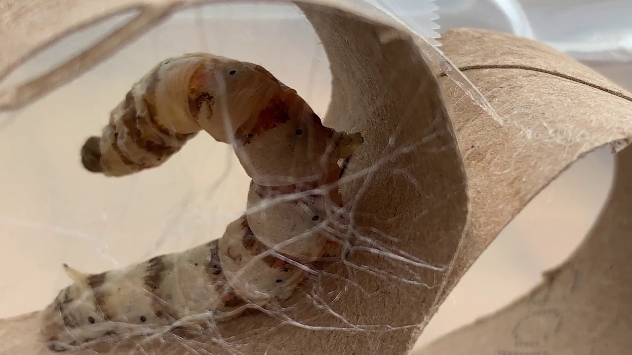 Video #8-Gusanos de seda: Haciendo el capullo - YouTube