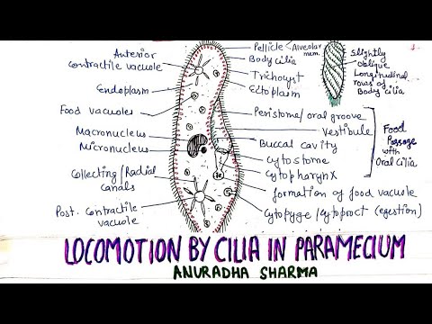 LOCOMOTION BY CILIA IN PARAMECIUM (Locomotion in Protozoa) - YouTube