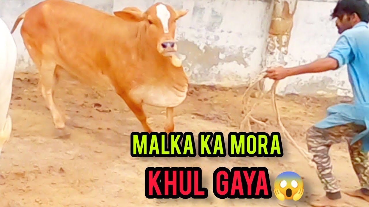 MALKA ka Mora Khul Gaya or Wo Bagh ny Lagi😂 AQ Cattle Farm | Pakistan ...