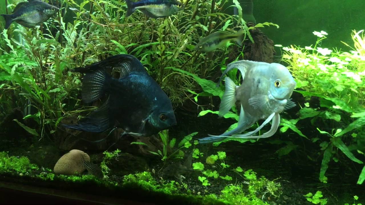 Getting your Corydora Catfish to eat their food! - YouTube