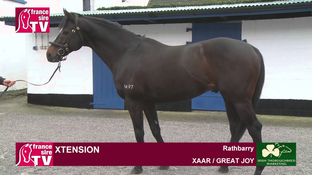 Xtension, stallion standing at Rathbarry Stud - Irish Stallion Trail ...