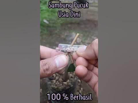 Cara Termudah !!! Sambung Pucuk Durian Usia Dini - YouTube