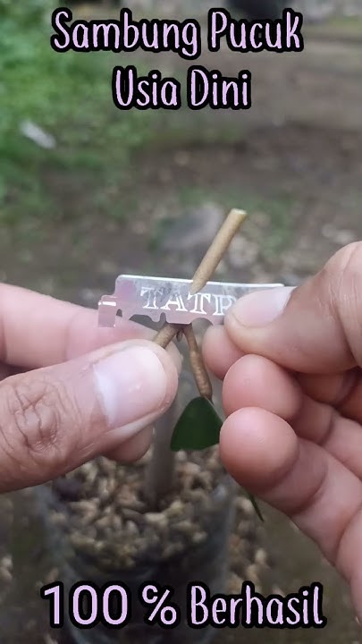 Cara Termudah !!! Sambung Pucuk Durian Usia Dini - YouTube