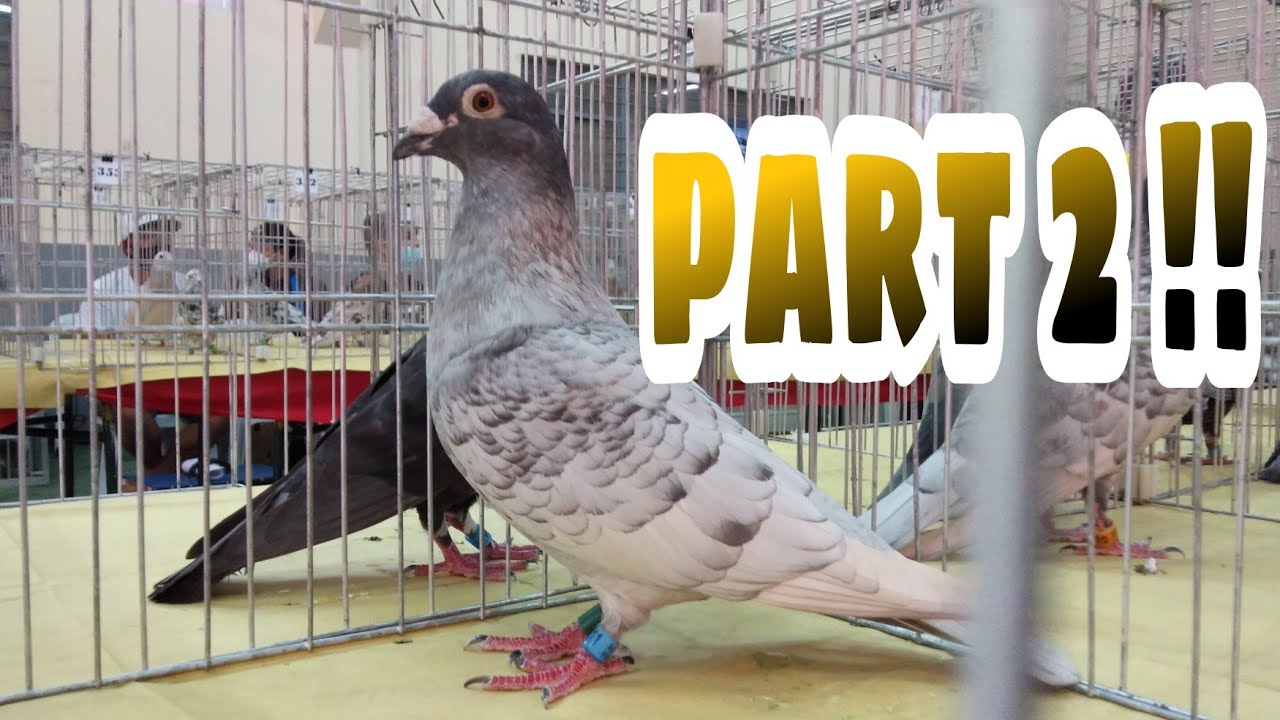 4TH NATIONAL GENETIX OFF COLOR RACING PIGEON SHOW 2021 Part2 | Kyrie ...