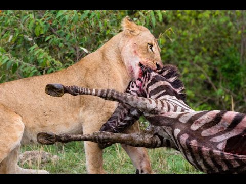 Discovery Channel (Animals attack 21) - YouTube