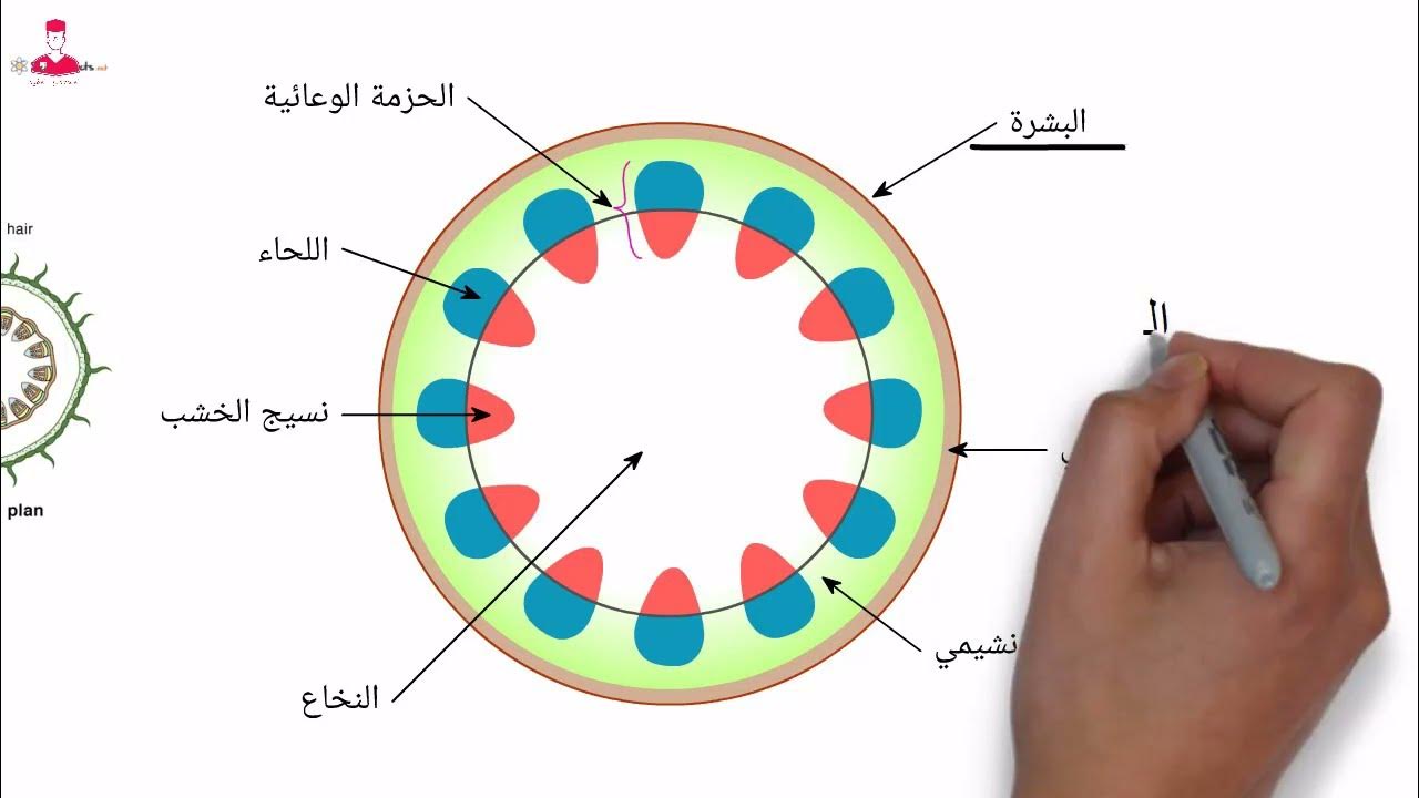 أحياء تانية ثانوي قطاع عرضي في الساق شرح الاسطوانة الوعائية الحشب