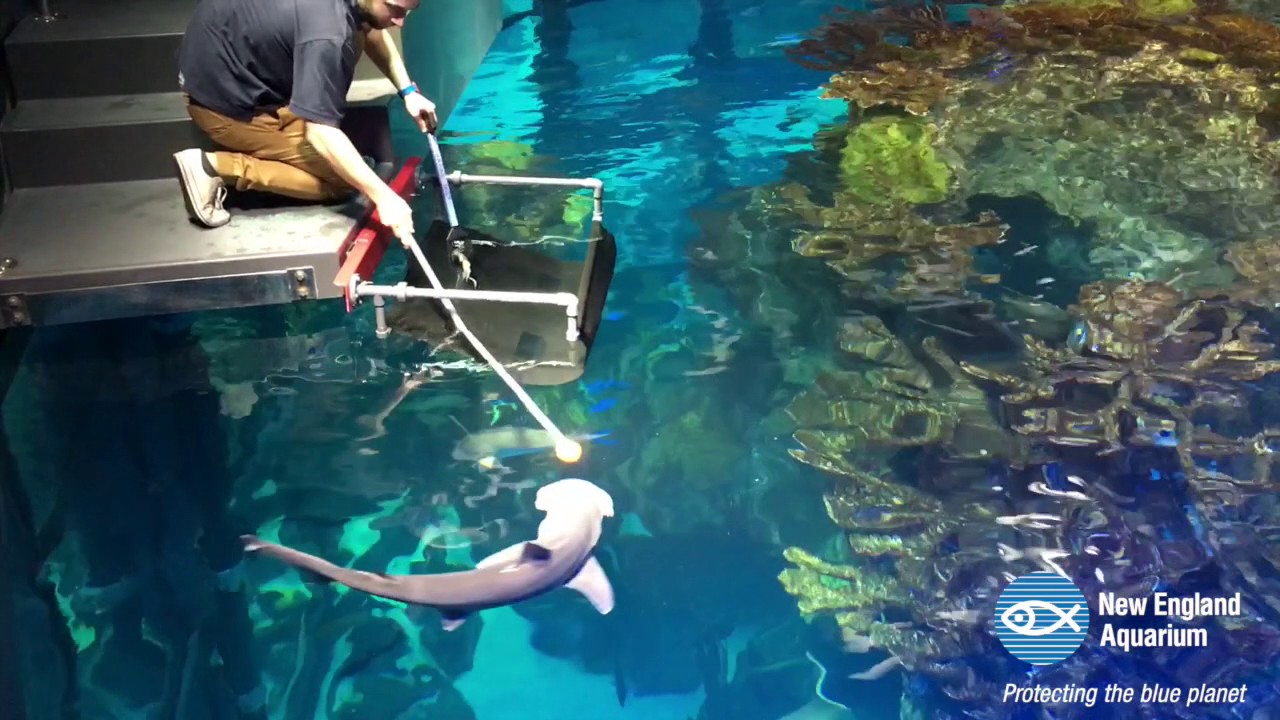 Feeding Sharks in the Giant Ocean Tank - YouTube