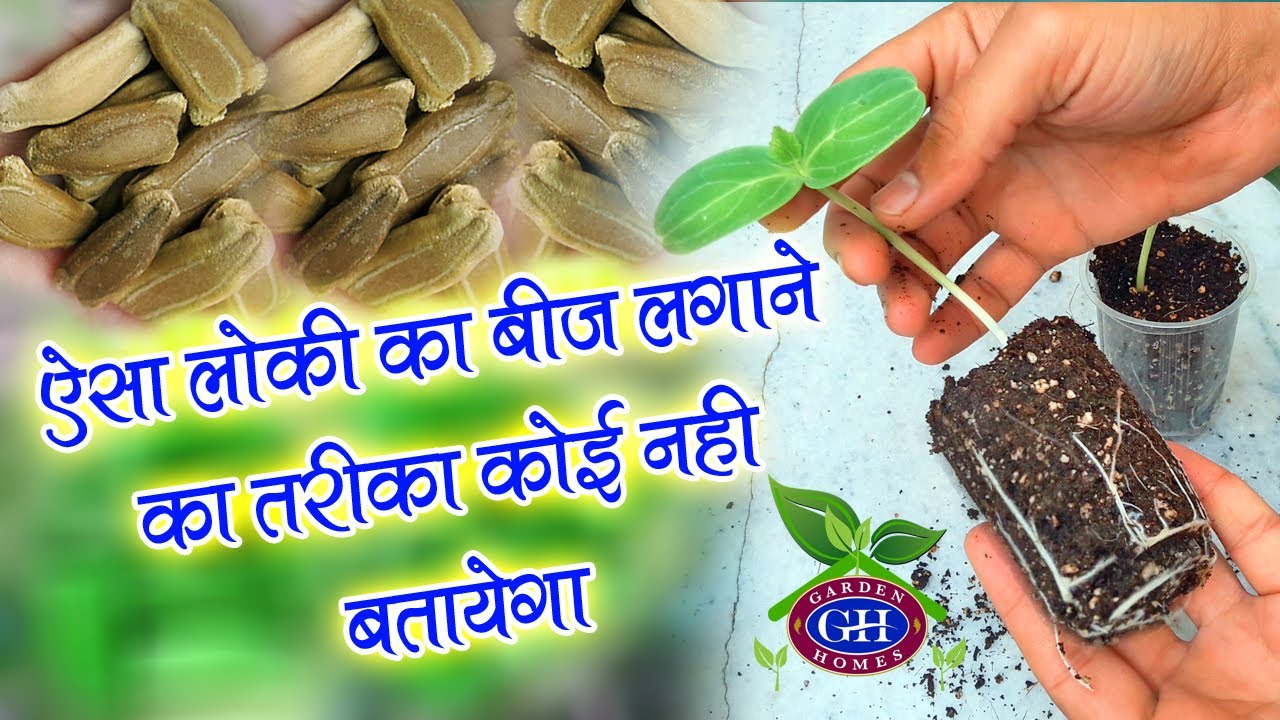 How to grow loki faster | लौकी उगाने का सबसे आसान और तेज तरीका Garden ...
