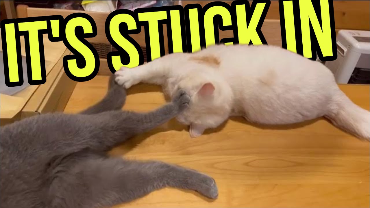 Where is the cat that gets kicked by the cat? - YouTube