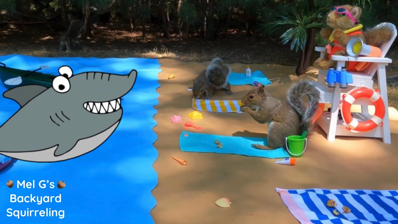 Squirrel Shark Attack!!🤣 - YouTube