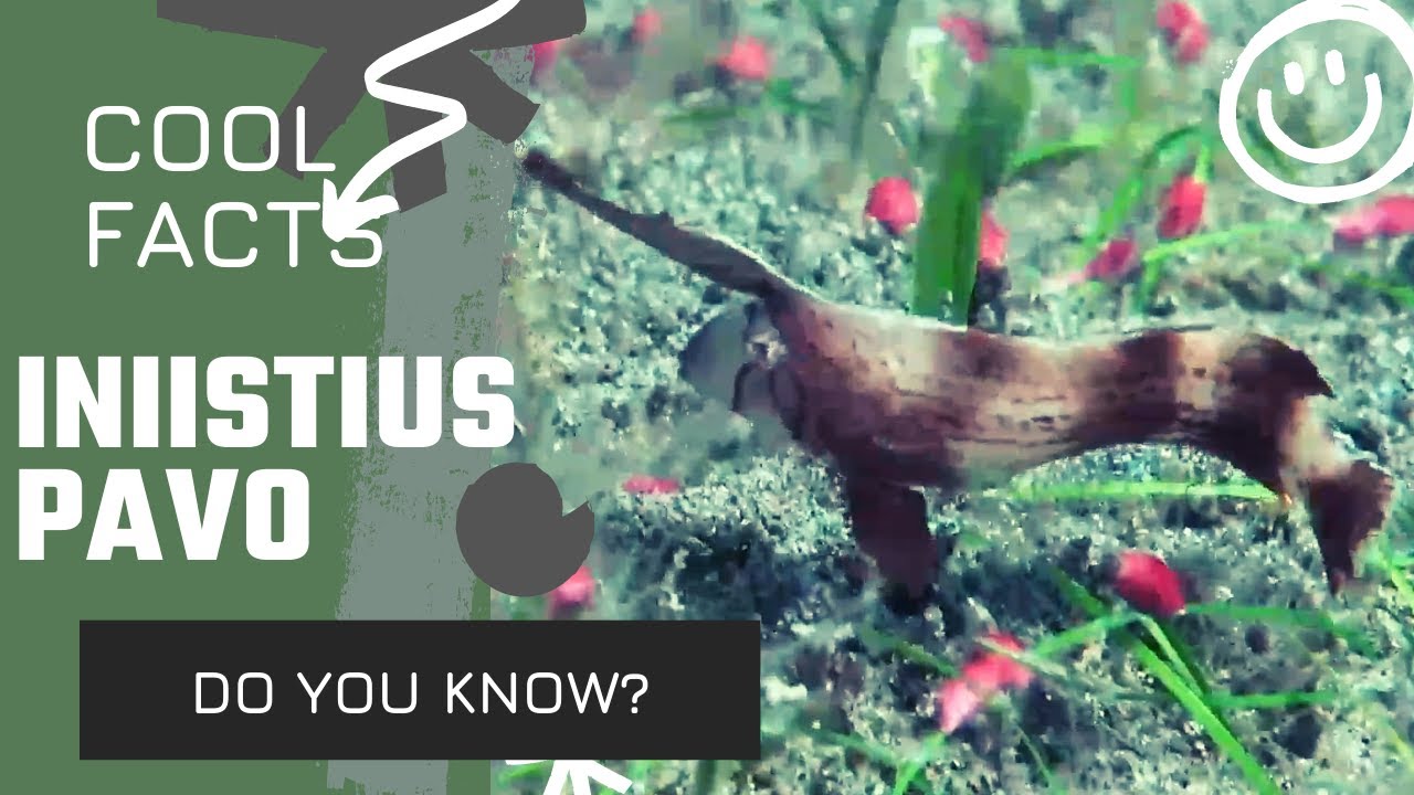 Iniistius pavo 🐠 peacock wrasse facts 🐟 blue razorfish 🐠 - YouTube