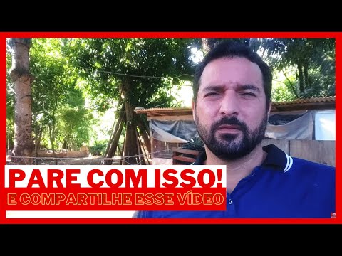 O CRIADOR comum está MATANDO suas GALINHAS ao jogar qualquer ALIMENTO para elas. É um ABSURDO!