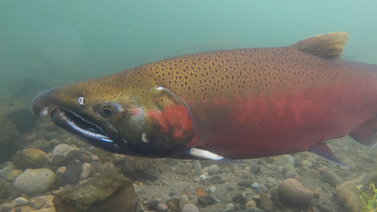 Coho Salmon Spawning | Relaxing - YouTube