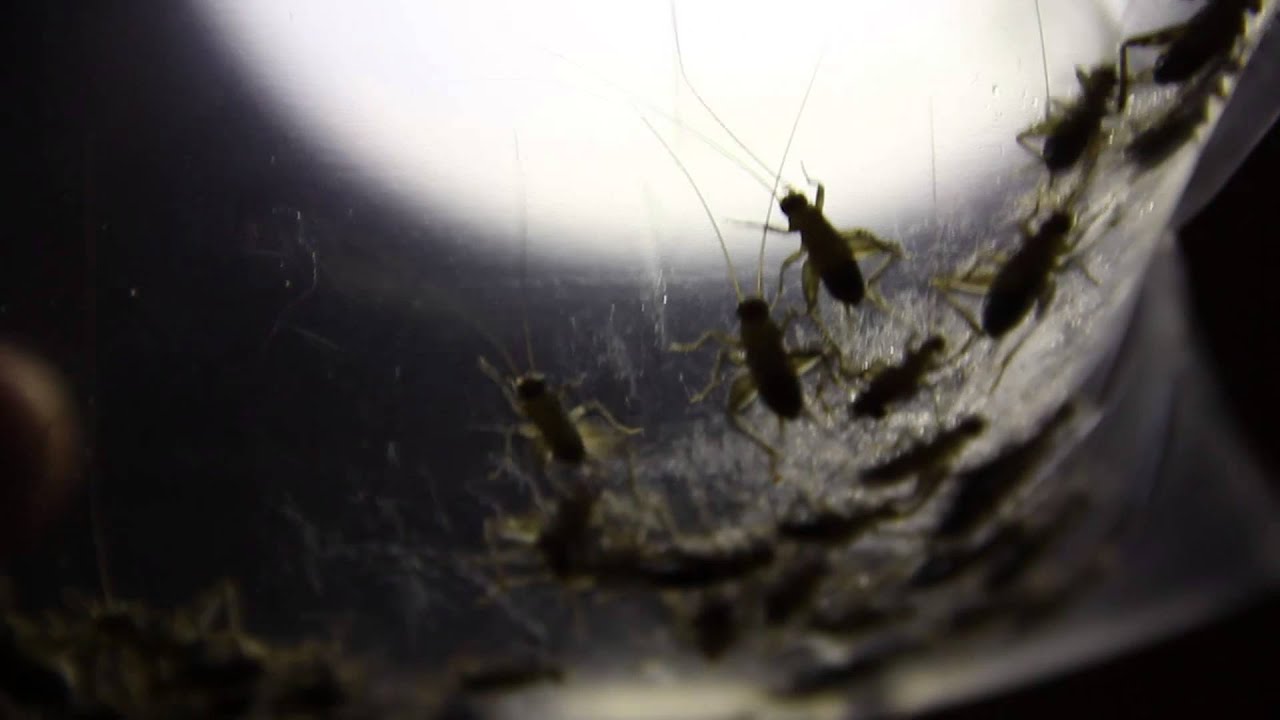 The Sunday Driver - Denny Dimwit - YouTube