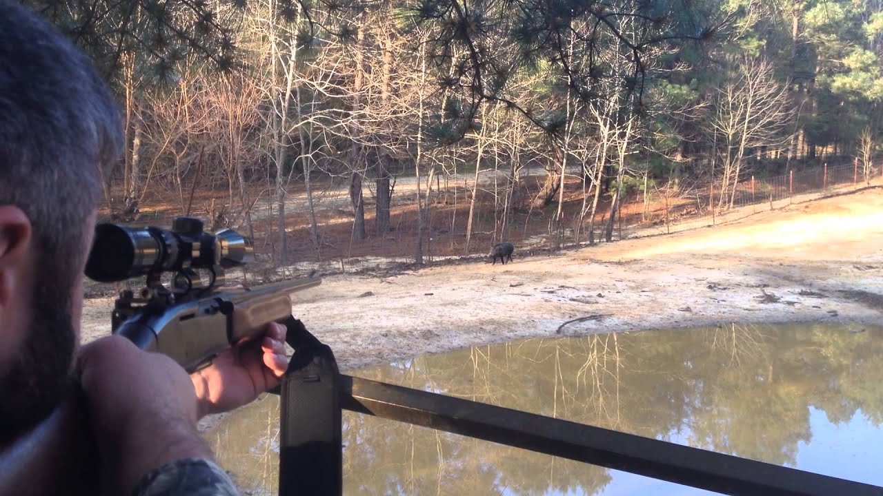 Wild Hog Ridge Hunt - YouTube