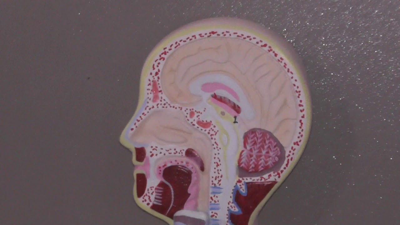 CVC: Endocrine Models Lab - YouTube