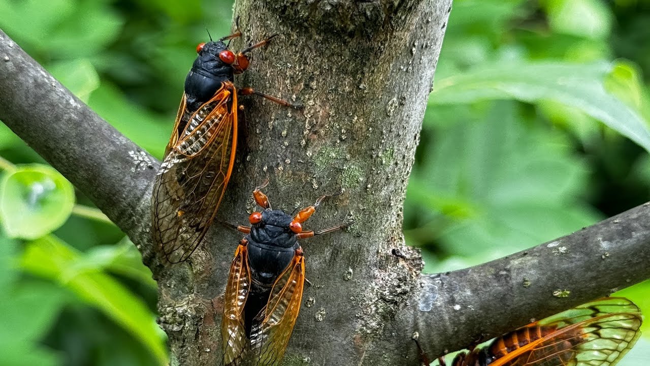 Brood XIX cicadas emerge in central and northwest Georgia - YouTube