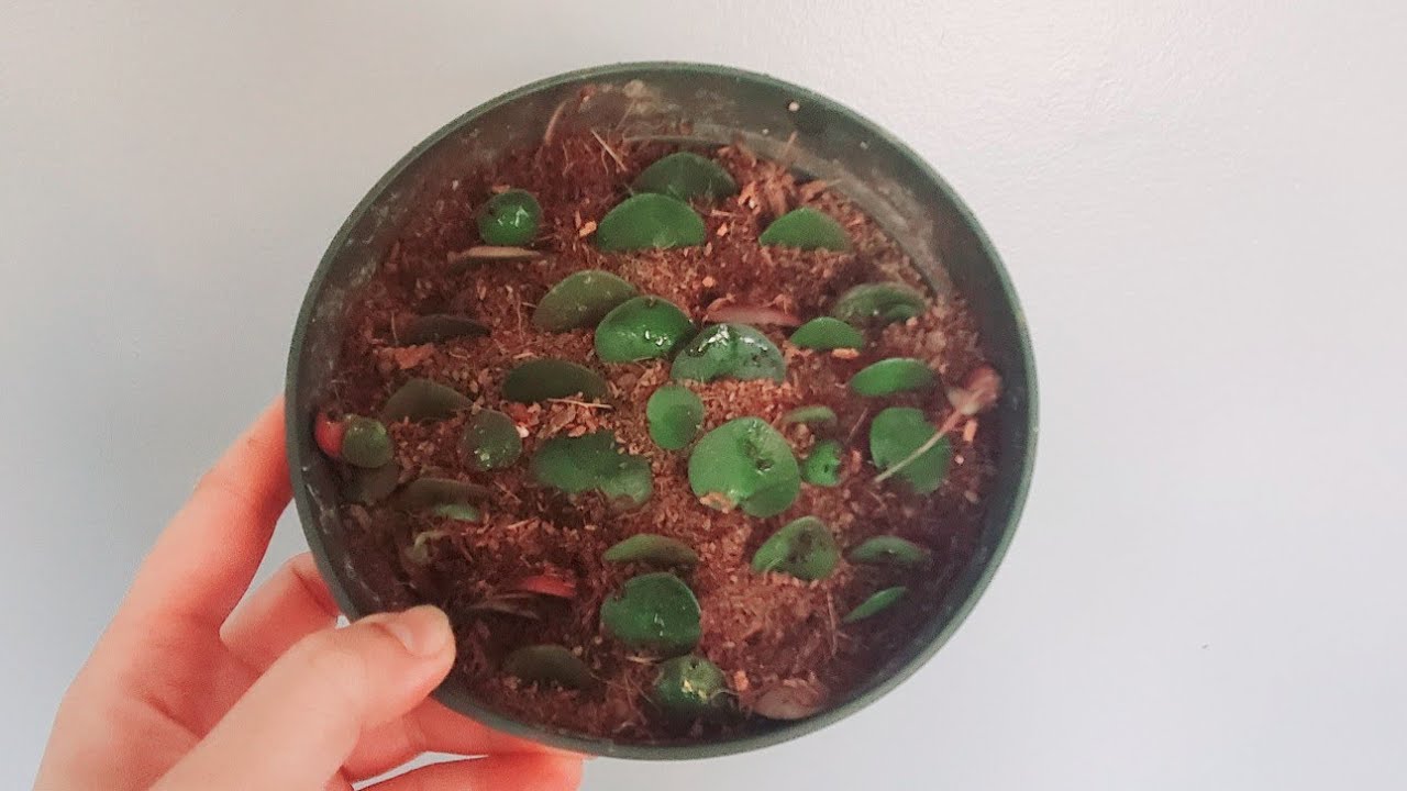 Propagate with Me | Peperomia Ruby Cascade Part 01 | Plant Vlog 207 ...