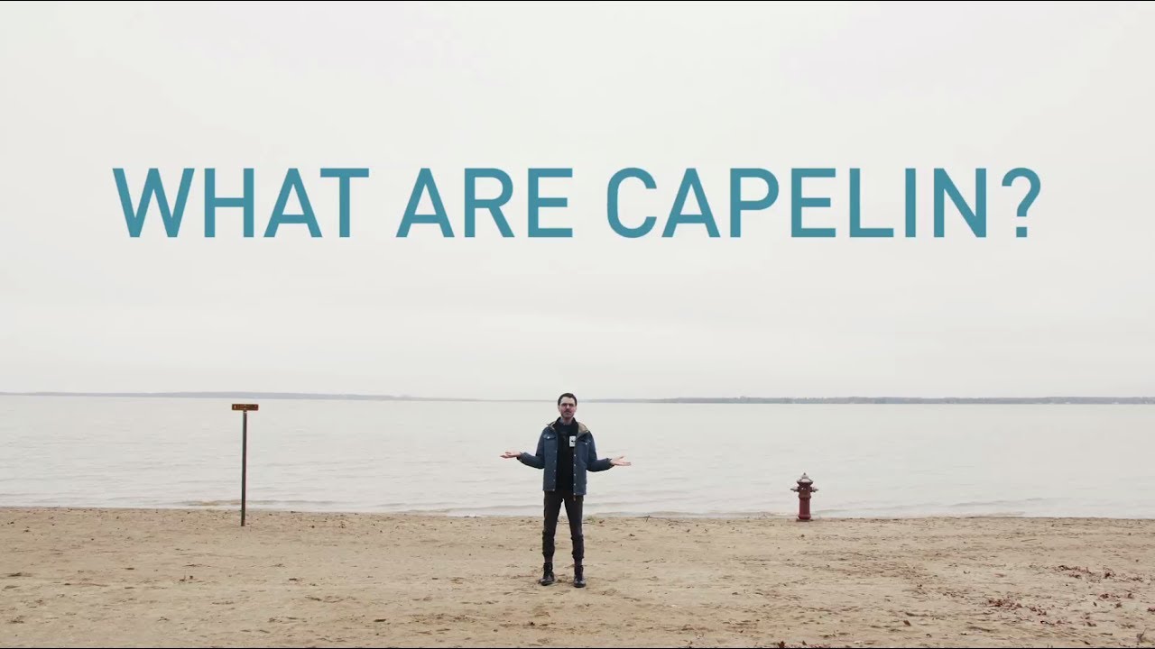 The Capelin are Rolling - YouTube