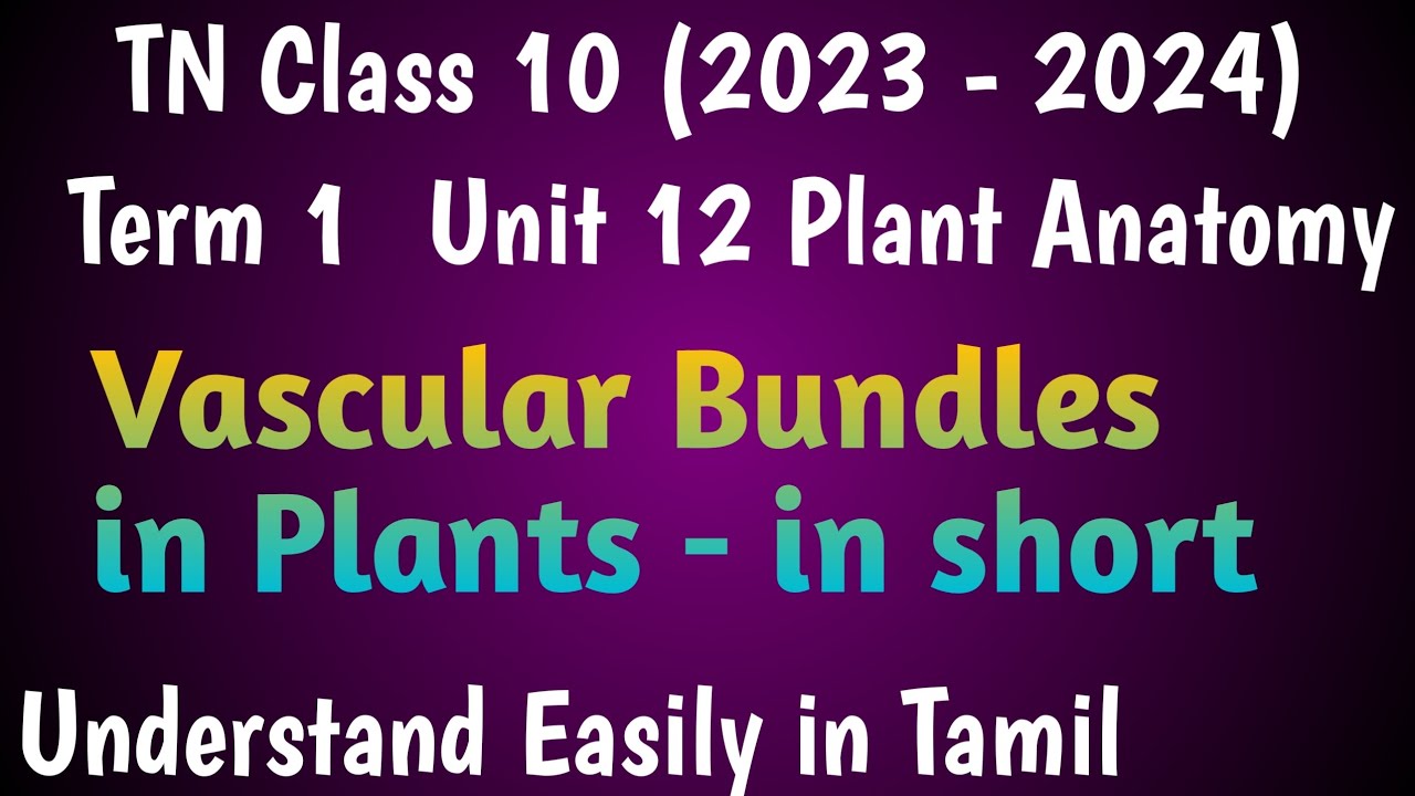 Vascular Bundles in Plants - in short| Class 10 Science Term 1 Unit 12 ...