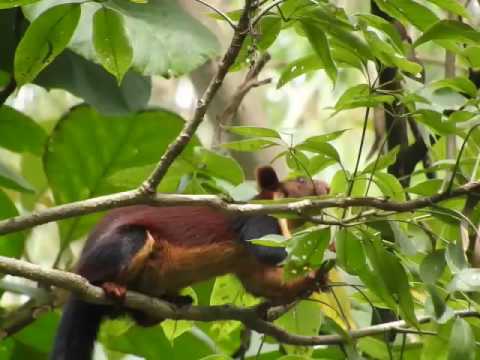 squirrel feeding leaf of semul tree - YouTube