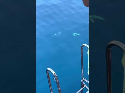 Hunting mahi mahi at Gocek ( göcek lambuka avı)