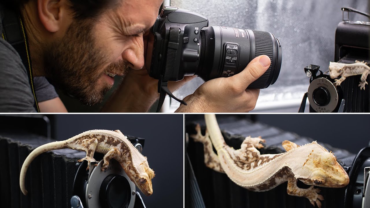 Gecko Picture day! Photographing Crested Geckos for your Website or ...