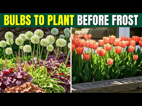 Plant These Bulbs NOW for a Beautiful Spring Garden 🌱✨