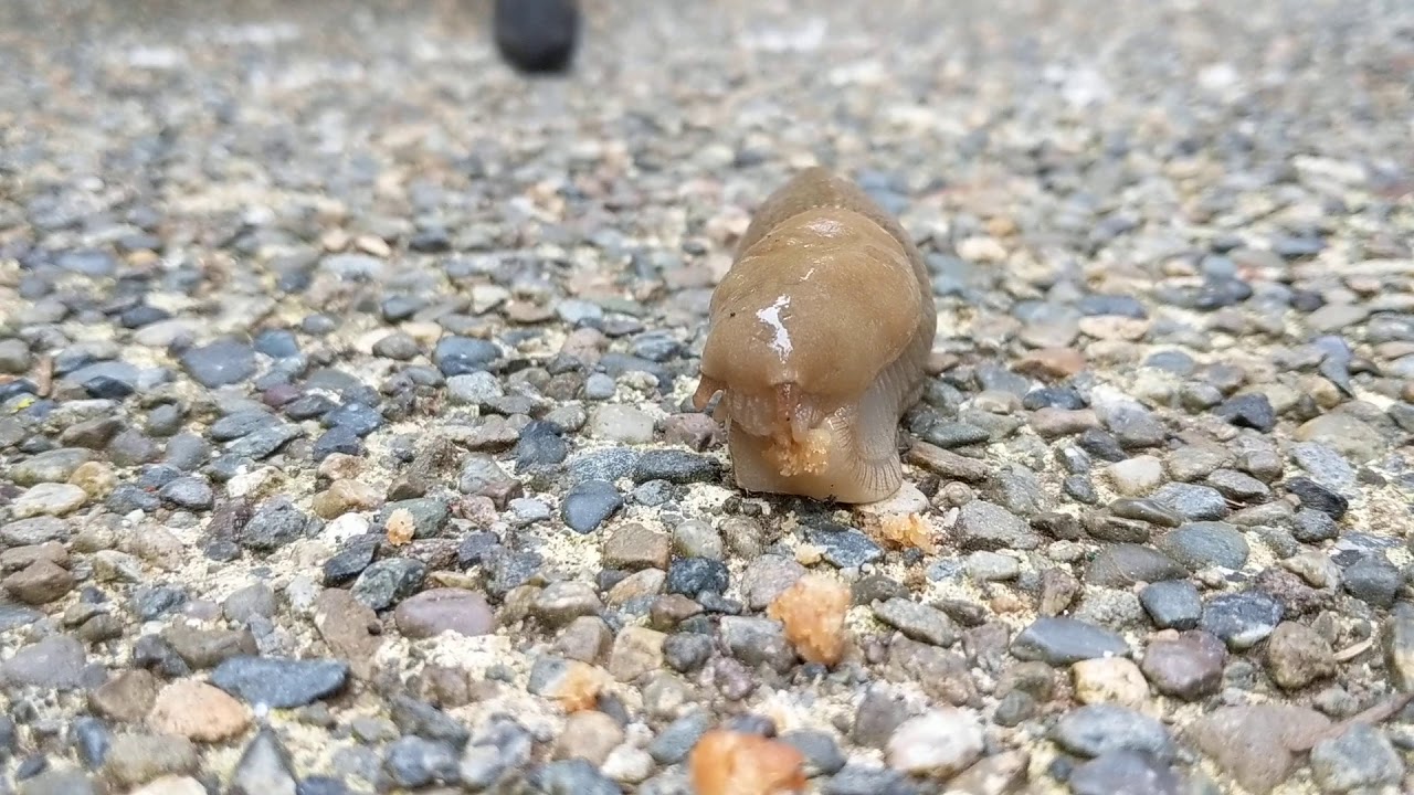 Slug munch the cookie - YouTube