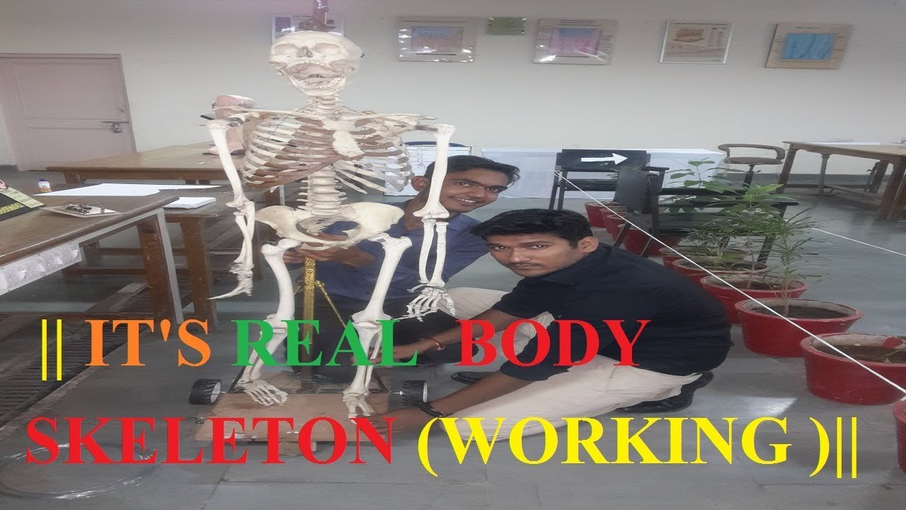 Real Skeleton (working project)|| medical science exhibition|| - YouTube