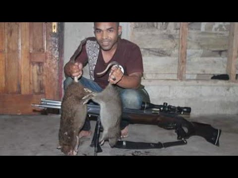 PENAMPAKAN TIKUS PURBA DI INDONESIA🇮🇩 - YouTube