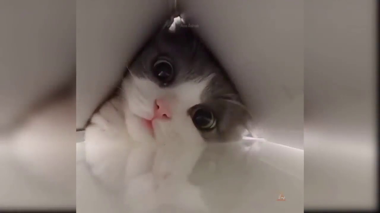 intelligent cats part 40 2020 best funny video# - YouTube