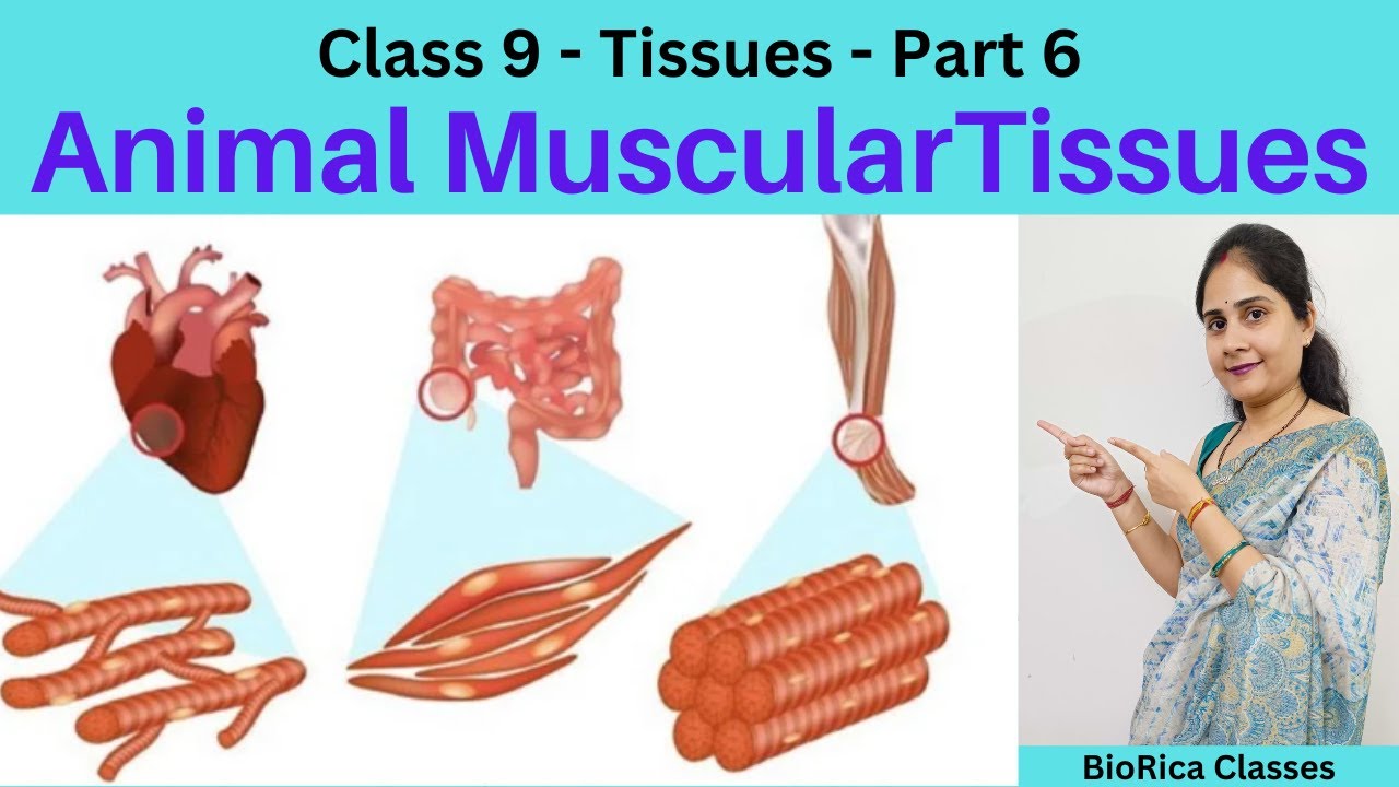 Class 9 - Chapter 2 - Tissues (Part - 6) - Animal Muscular Tissues ...