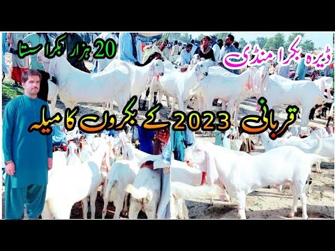 Dera Bakra Mandi | Qurbani Bakra Rate | High Quality ♥️ 👌 Bakray ...