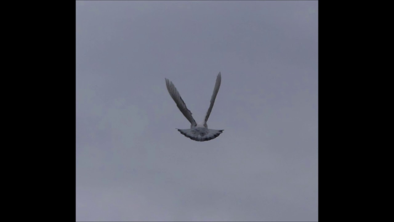 Buchon Balear / Dutch Balear 81 - YouTube