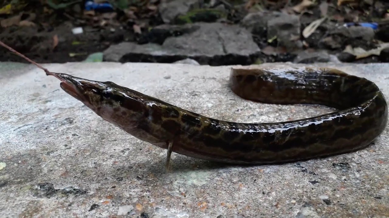 Indian mottled EEL - RARE FISH - YouTube