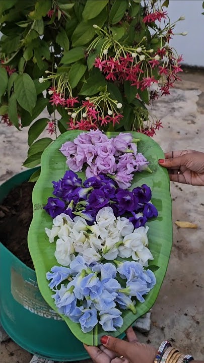 Aparajita Flowers Sanku Flowers Aparajita Mygarden Harvesting Gardening Shortvideo