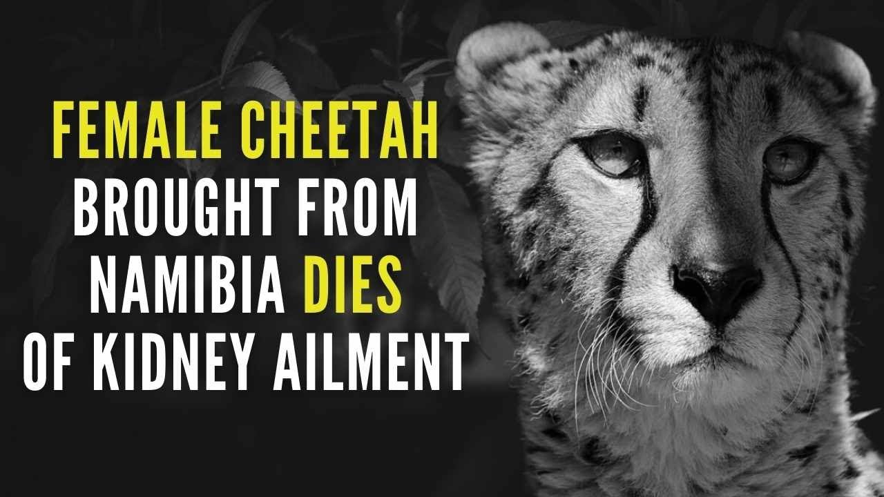 Female cheetah Sasha brought from Namibia to MP’s Kuno National Park ...