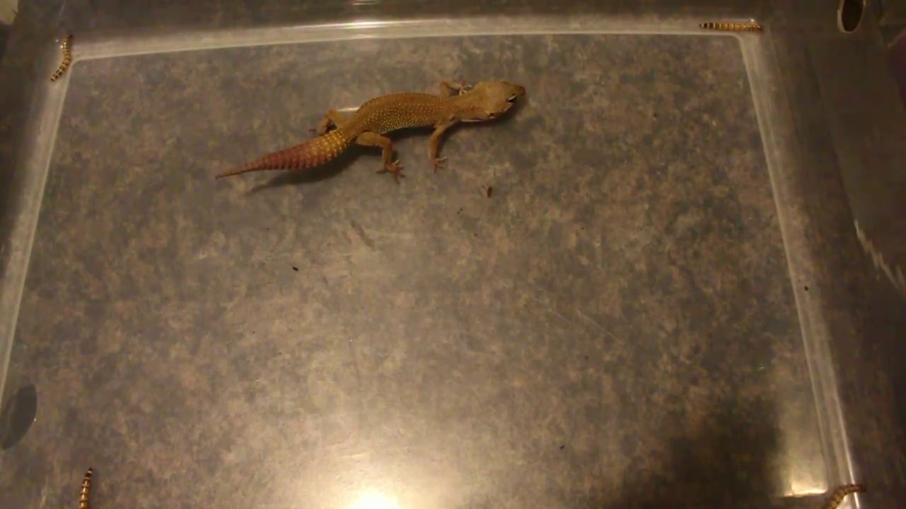 GIANT MURPHY PATTERNLESS HET TREMPER FEMALE LEOPARD GECKO UPDATE ...