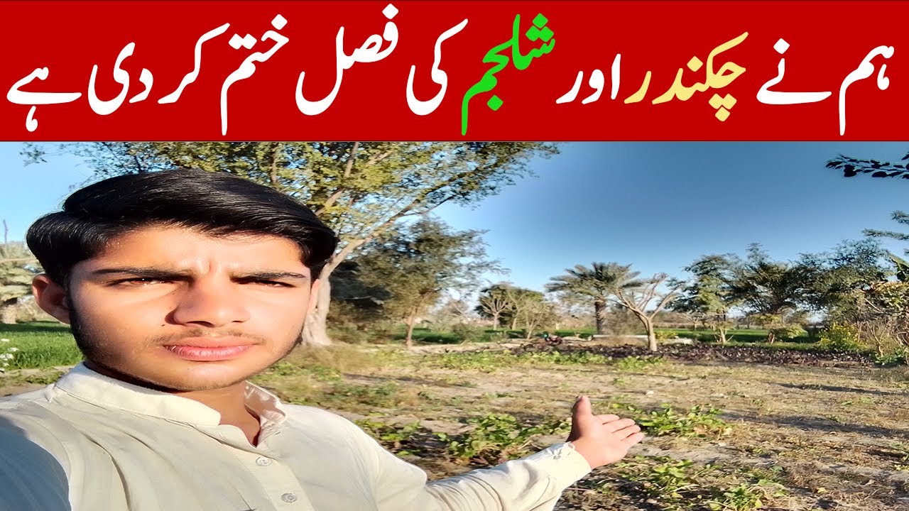 Ham ne Chokandar aur Shaljam ki Fasal khatam kar di //BaThaLi MunDa ...