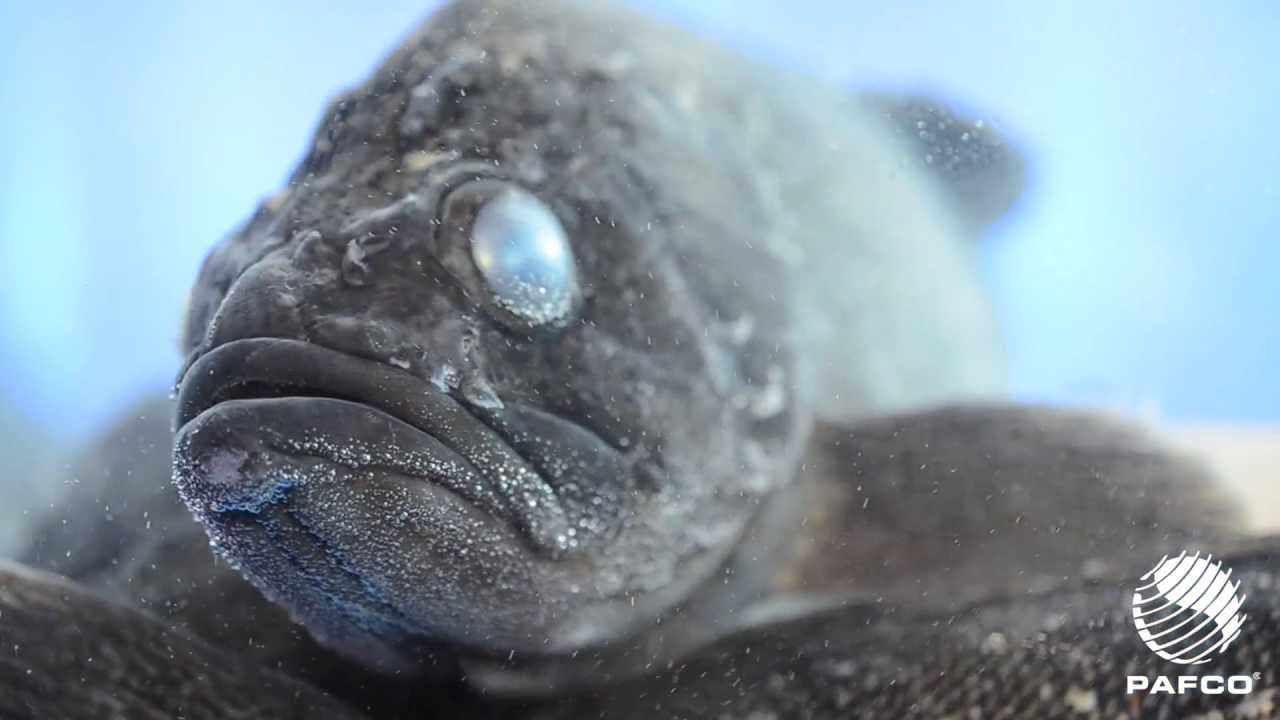 The Live Fish of Live Fish Con June 2013 (Olive Flounder, Turbot, Black ...